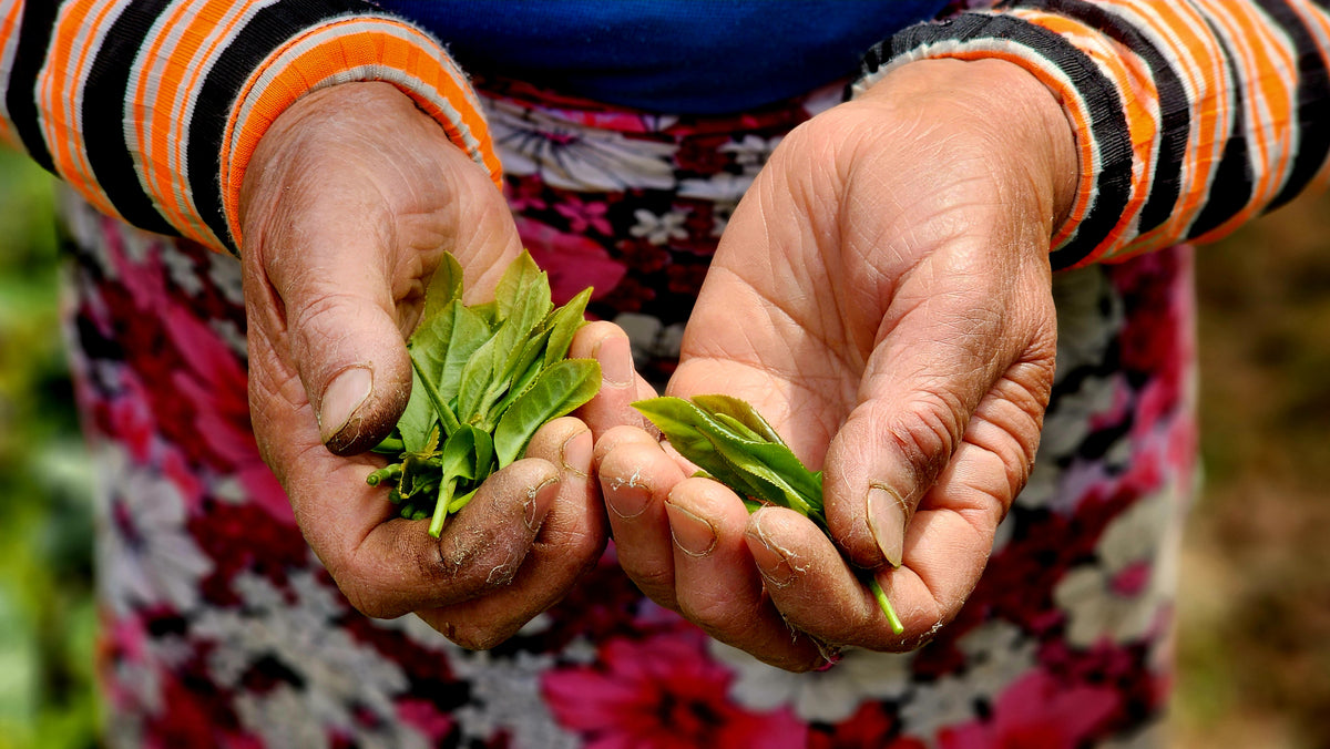Iranian Tea – Kiani Tea
